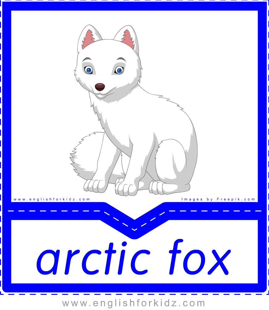 Printable Polar Animals Flashcards