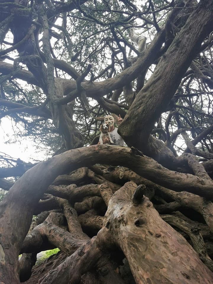 Magnificent Yew Trees at Crom Castle!