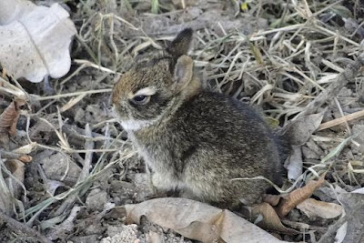 Sarzedo Ecologia: Filhote de tapiti (Silvilagus brasiliensis)