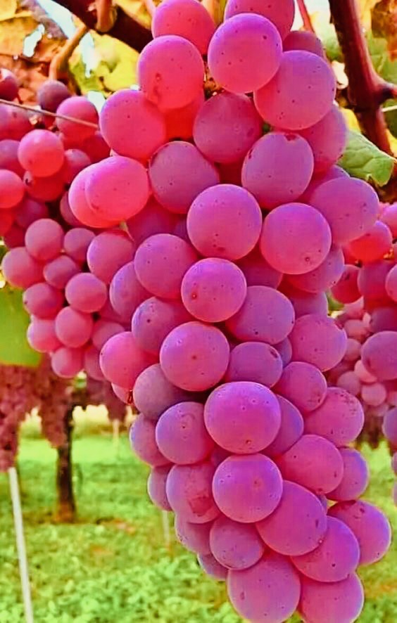 Uva | Fruto da Videira (Vitis sp.)