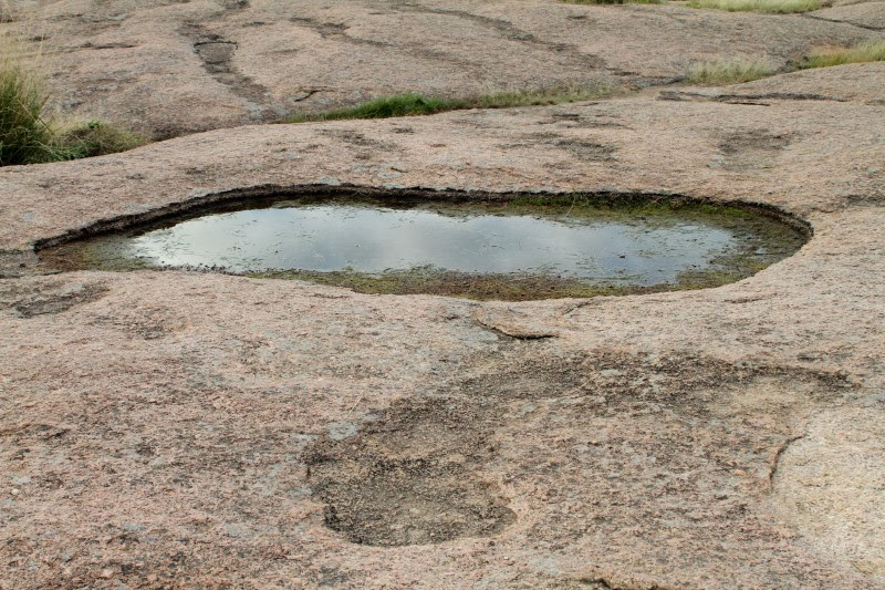 Mark & Teri's Travels: Vernal Pools and Islands of Vegetation