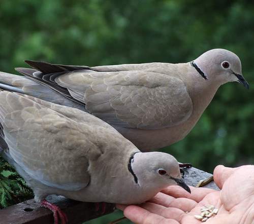 Eurasian collared dove photos | Birds of India | Bird World