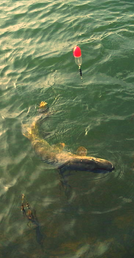 Norfolk 'N Good: Pike fishing rigs and tackle for the Fens