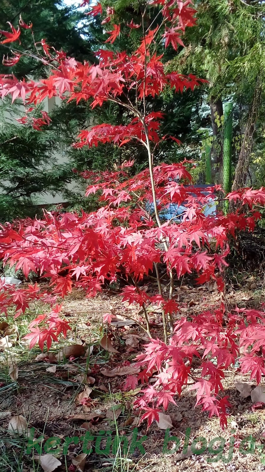 Vöröslevelű japán juhar