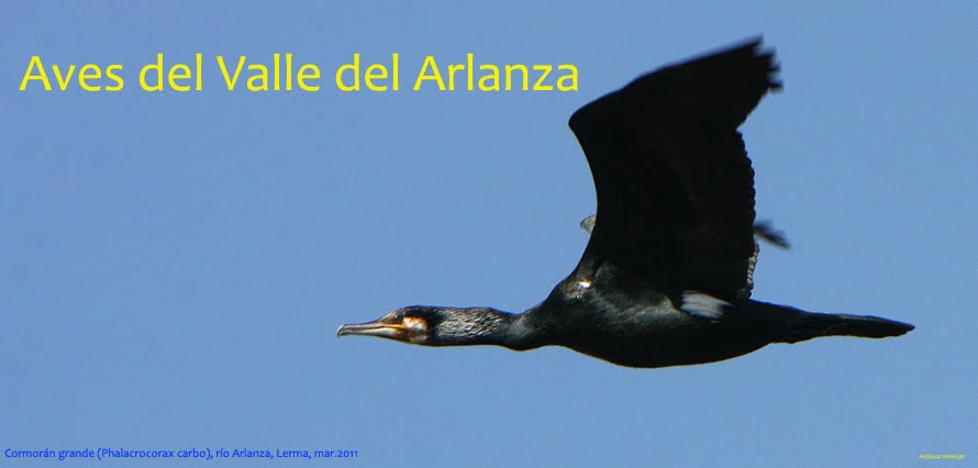 AVES DEL VALLE DEL ARLANZA: diciembre 2009