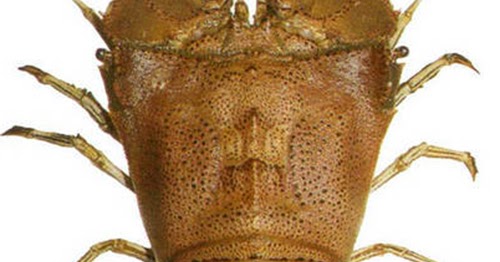 Ikan Eksport: Udang Kipas - Komoditi Eksport