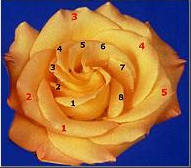 Fibonacci in Plants ~ Learn From Zero