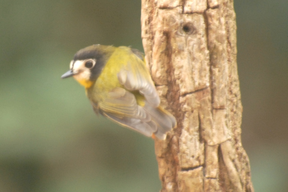 Kay Parkin Birding: Cairns to Iron Range Roadtrip Cape York Qld