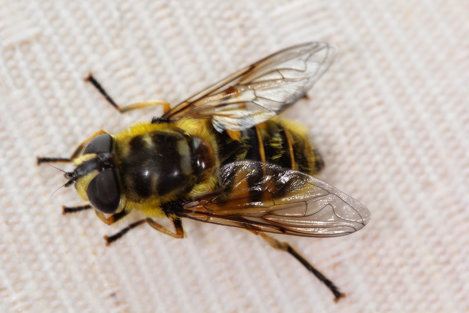 South Wales Birding.: False bee fly