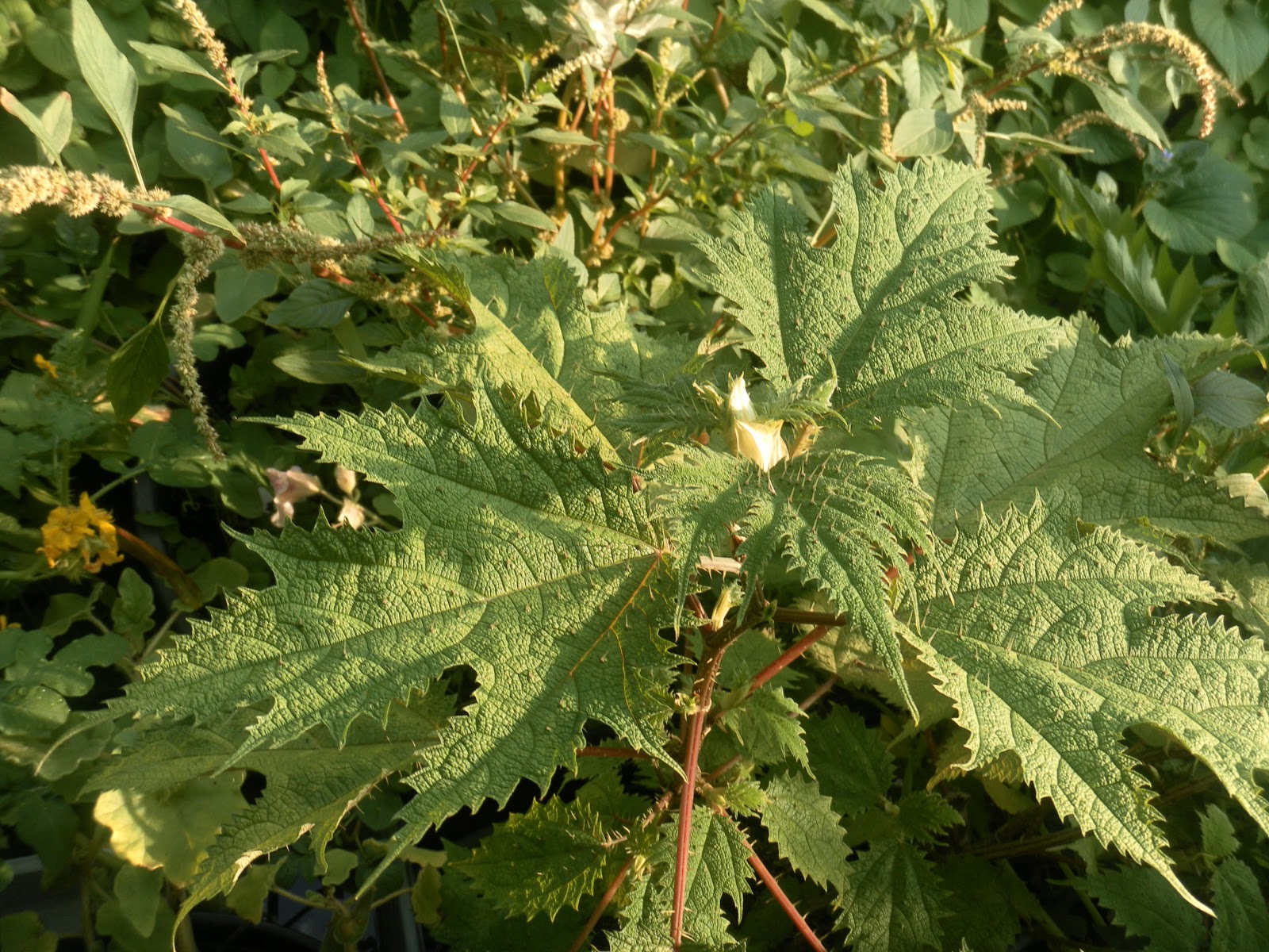 Scirpidiella's Plants: Giant Asian Nettles (Girardinia spp.)