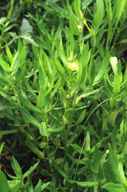 কত রকম শাক আমরা দেখতে পাই? কোন শাকের কী উপকারিতা?