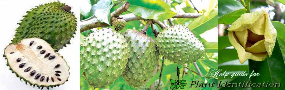 කටු අනෝදා | Annona muricata | Katu Anoda ~ අපේ ගහකොළ හදුනා ගනිමු