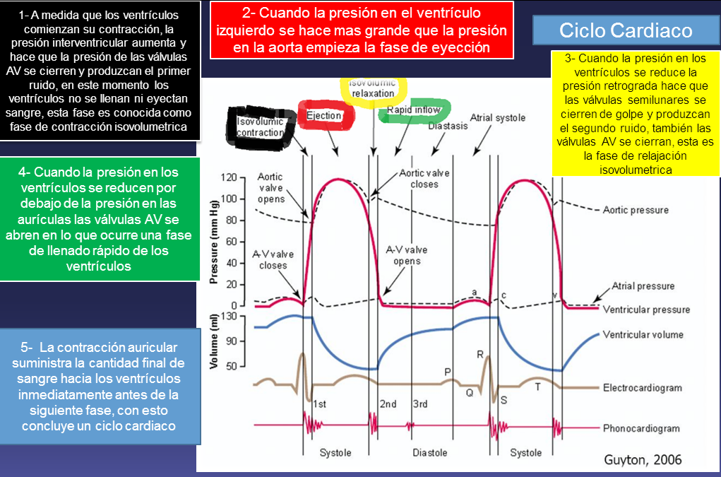 Fisiologia UAS de Gilfredo Enrique Castro Alcantar : EL CICLO CARDÍACO ...