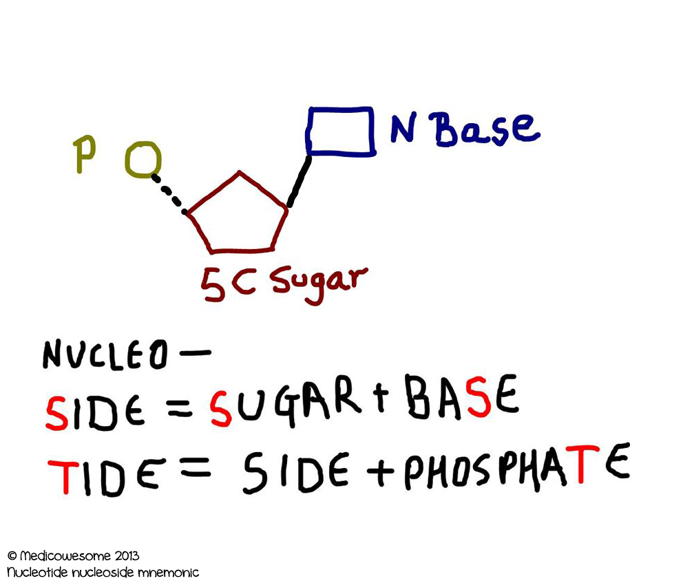 Nucleotide Nucleoside