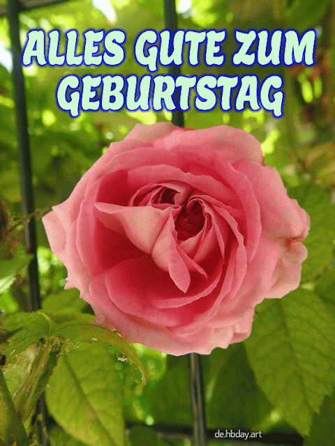 Geburtstagsgruß GIF mit rosa Rosenbild - HBDAY.ART/DE