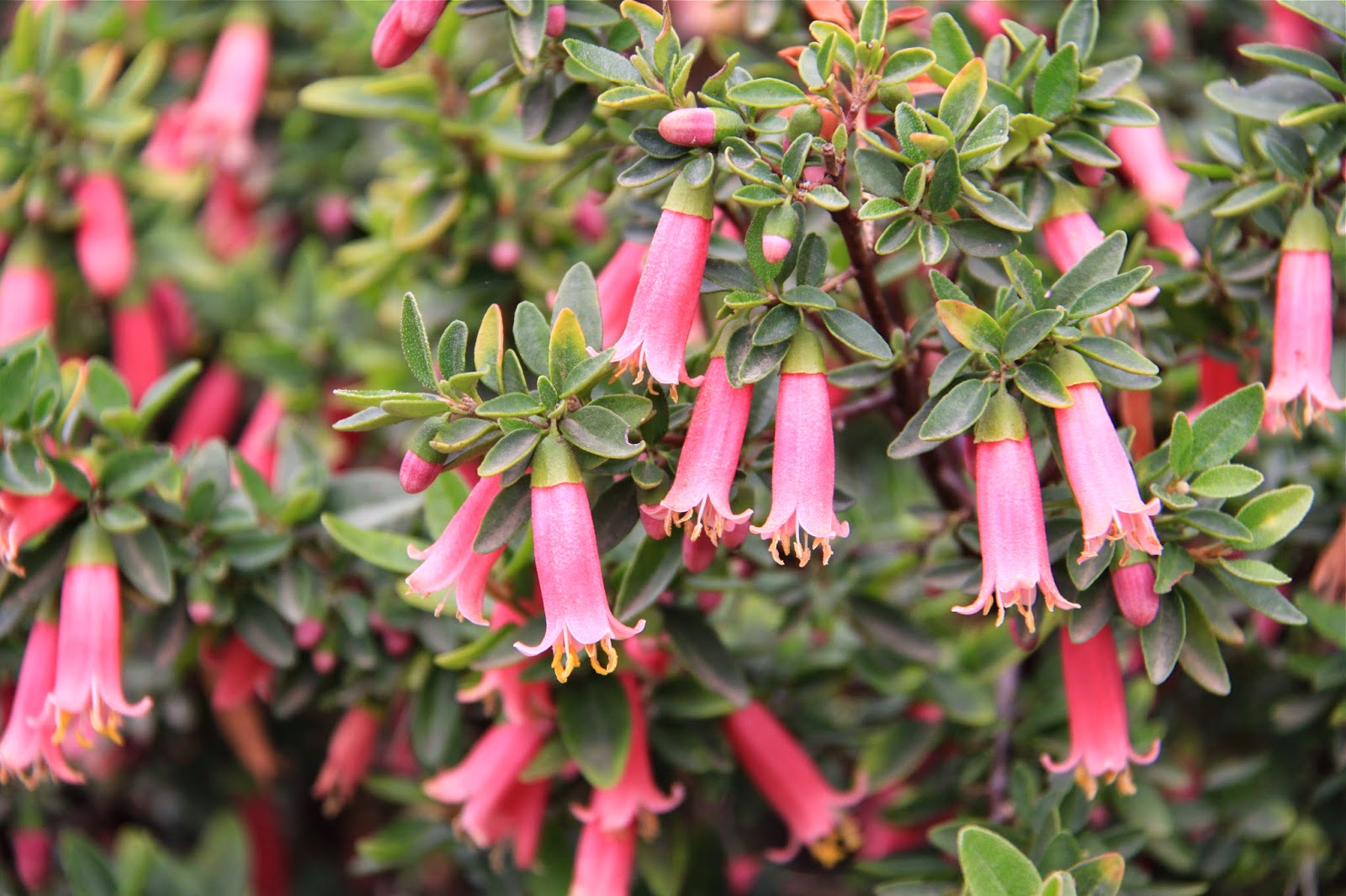 Всё о бегониях и не только...: Коррея (Correa reflexa, Correa ...