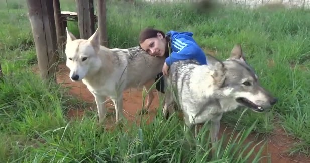 White Wolf : Wildlife Caretaker Kisses and Cuddles With Rescued Wolves ...