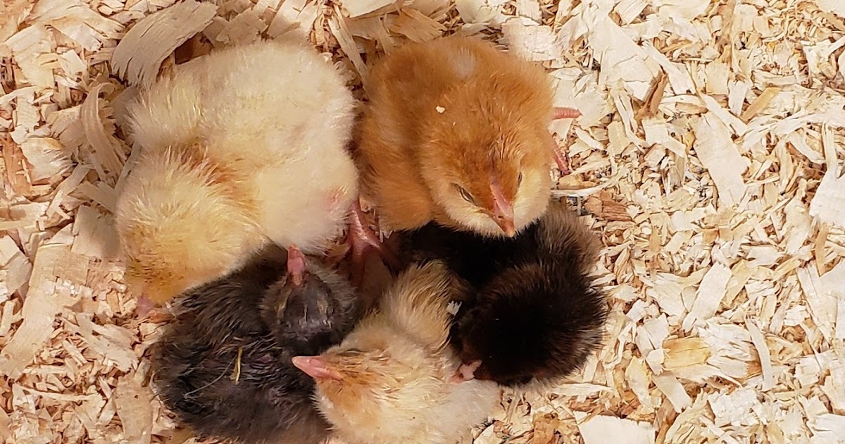 ASA Today: Hatching Chickens and Writing Skills