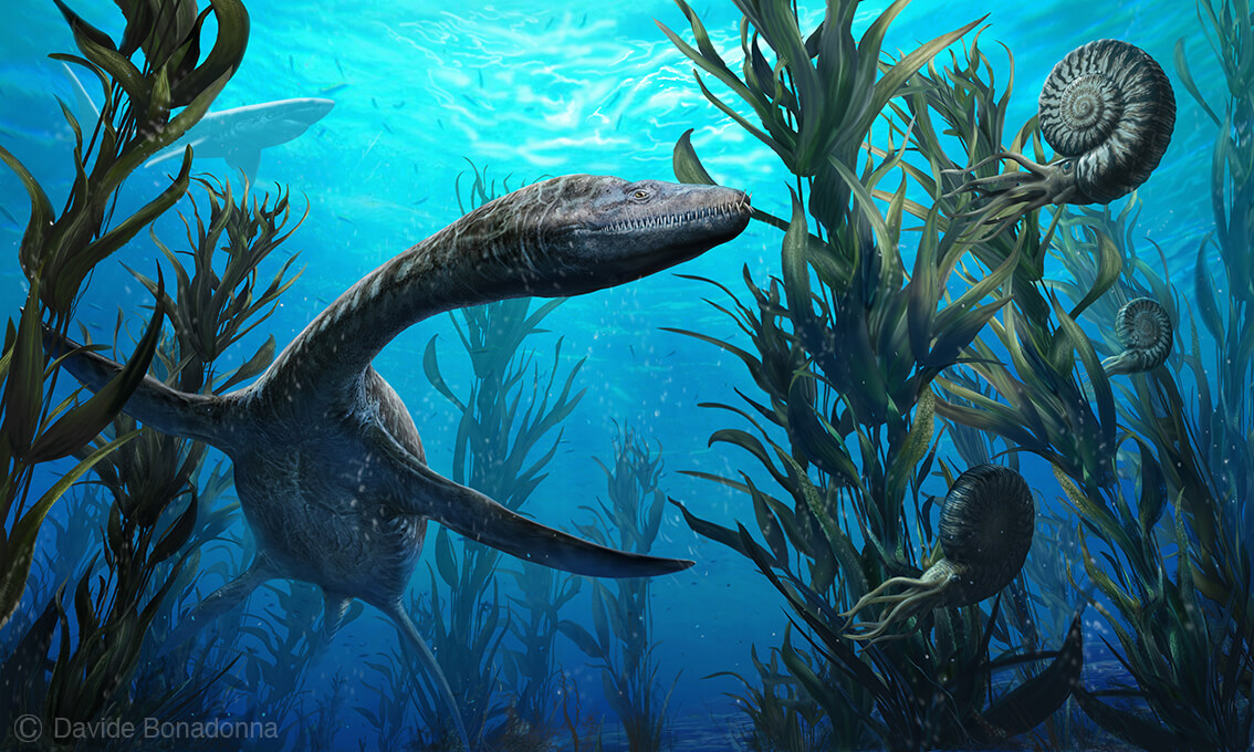 a mesozoic field guide: The Plesiosaurs