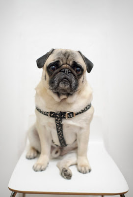 The Daily Puglet: NEXT TIME