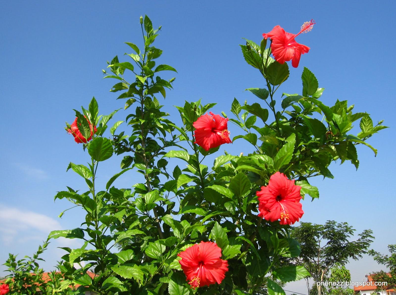 ASRI: Tanaman Bunga Sepatu (Hibiscus rosa sinensis L)