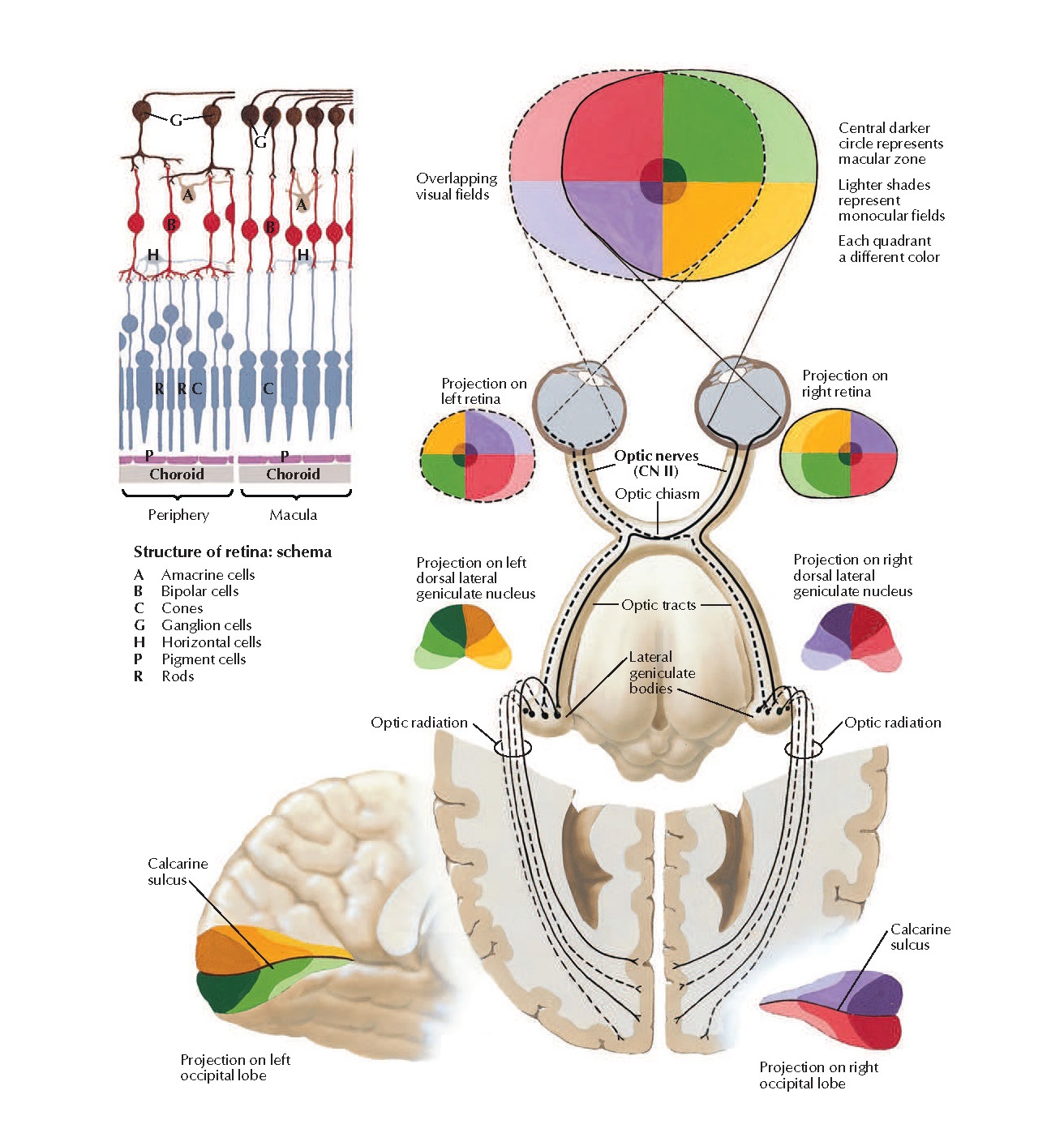 Optic Nerve (CN II) (Visual Pathway): Schema Anatomy - pediagenosis