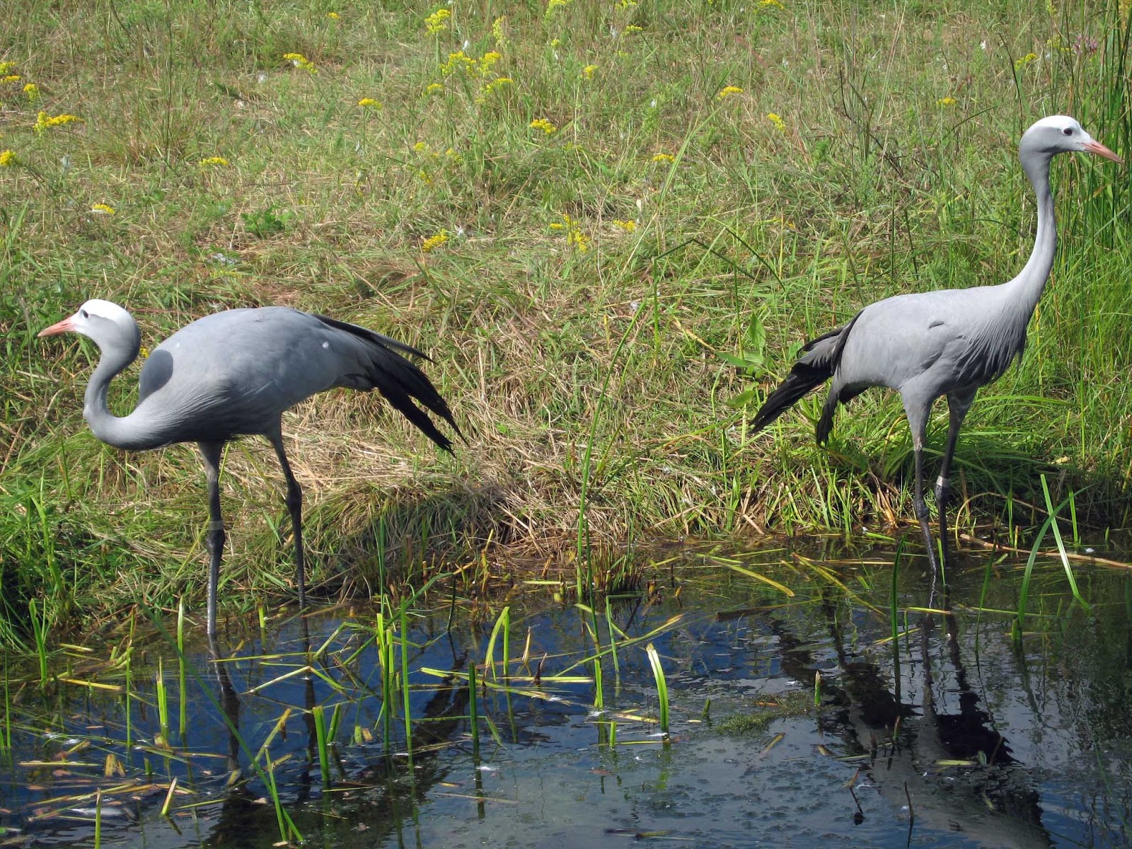 La Lair On Wheels: Wisconsin's Cows, Cornfields and Cranes