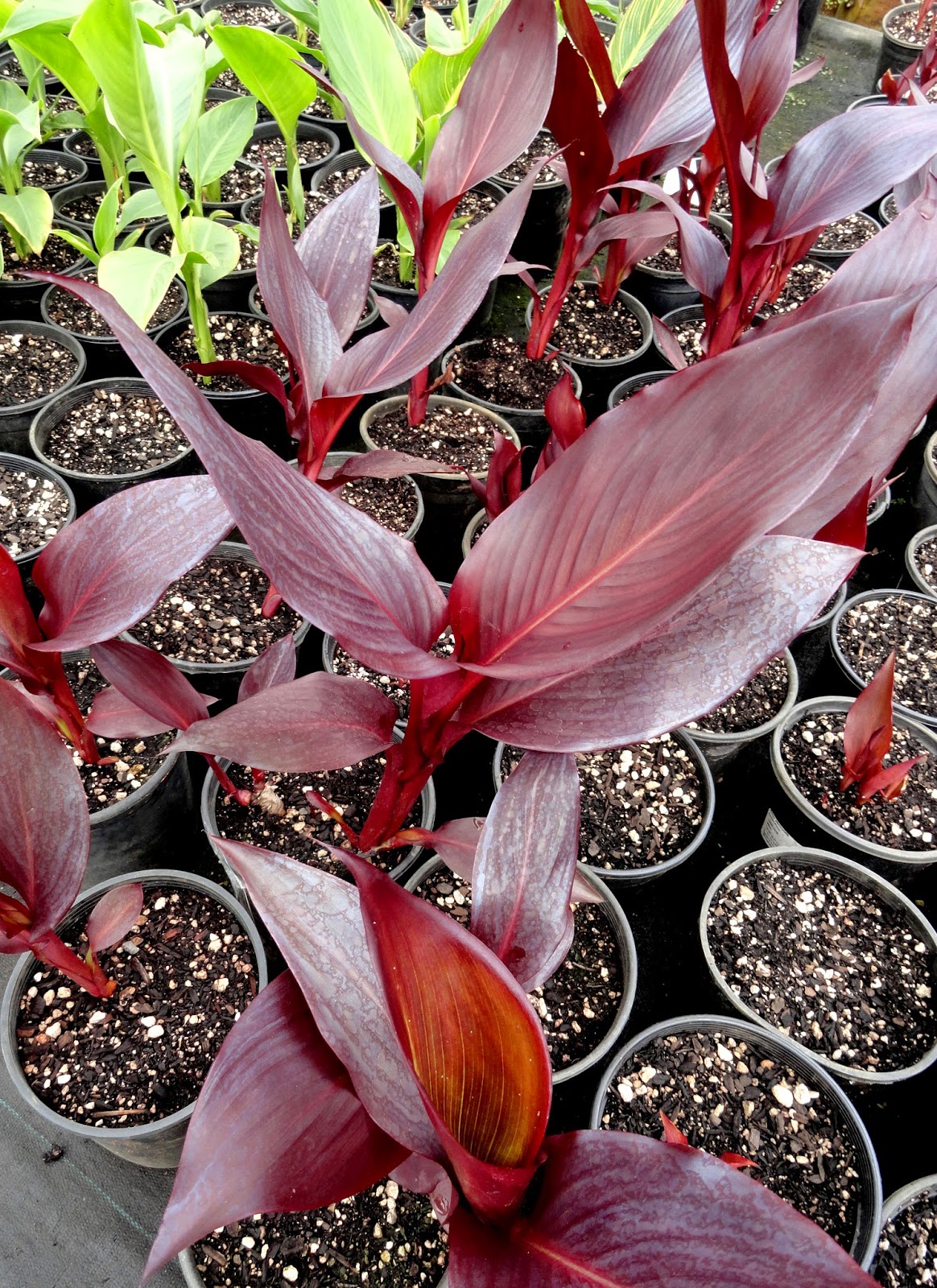 danger garden: Rare Plant Research 2014 style...