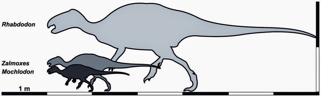 Sciency Thoughts: A new species of Rhabdodontid Dinosaur from the Late ...