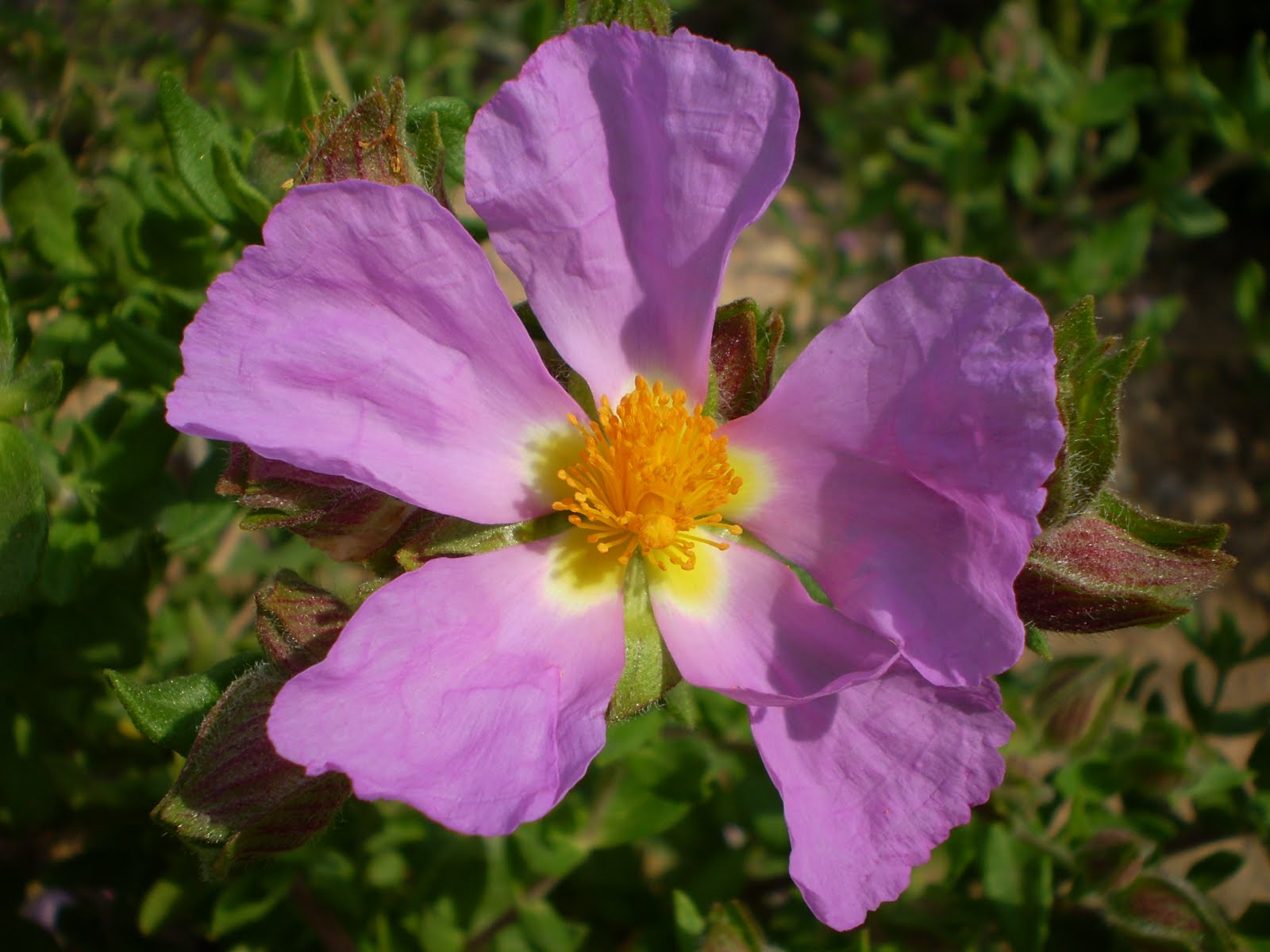 Se buscan ejemplares puros de jara de Cartagena