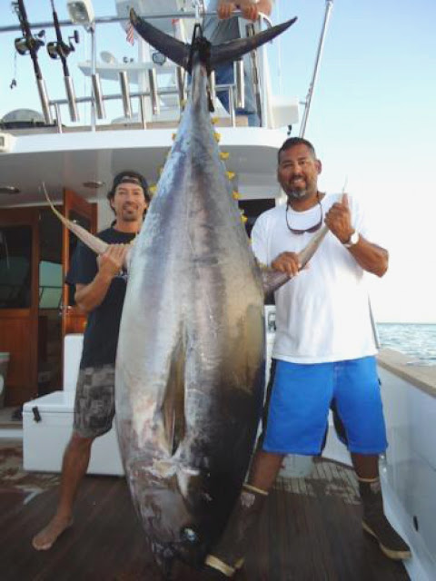 Puerto Vallarta fishing reports : World Record Yellowfin Tuna Puerto ...