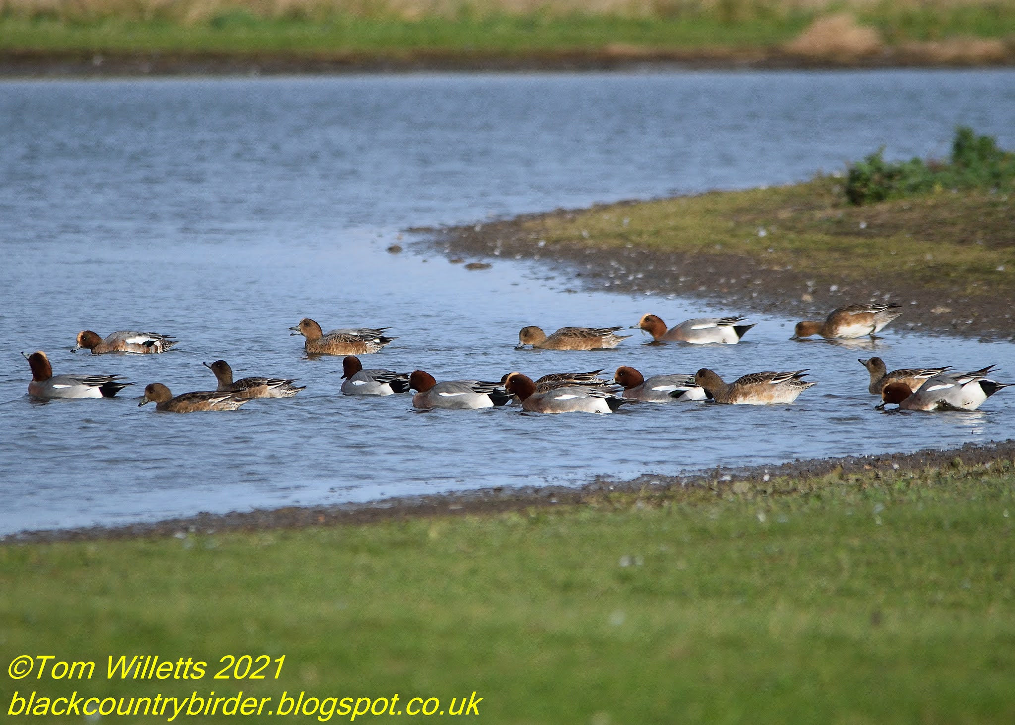 Two Black Country Birders: Musselburgh - Lagoons & Fisherrow