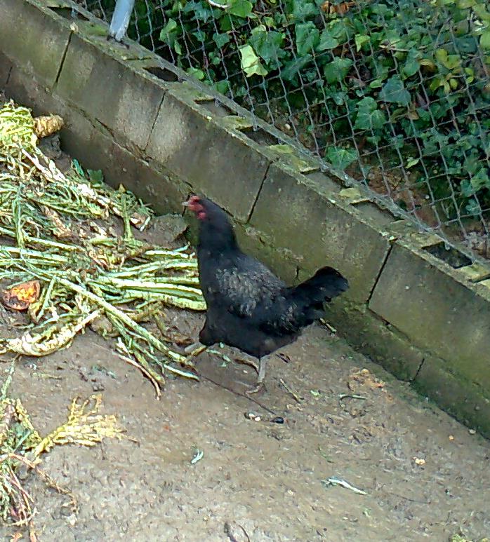 GALLINAS RIBERA DEL EBRO