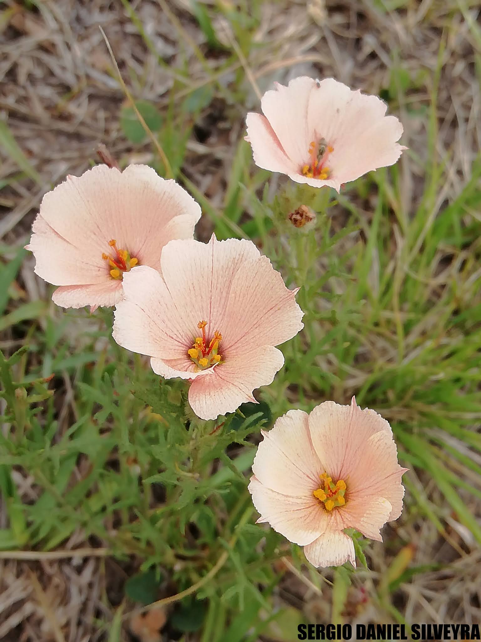 Flora Nativa de Entre Rios
