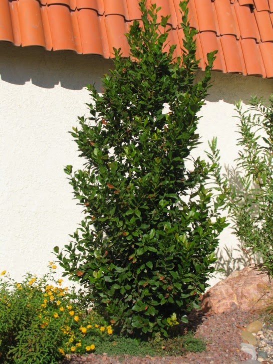 Xtremehorticulture of the Desert: Bay Laurel Good Choice for Chain Link ...