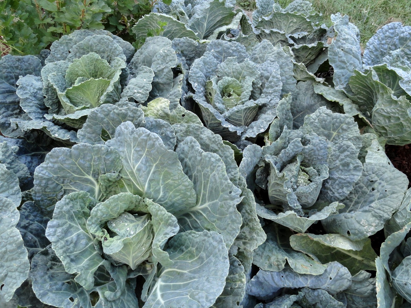 danger garden: The Smithsonian Gardens: Heirloom Garden and Victory Garden