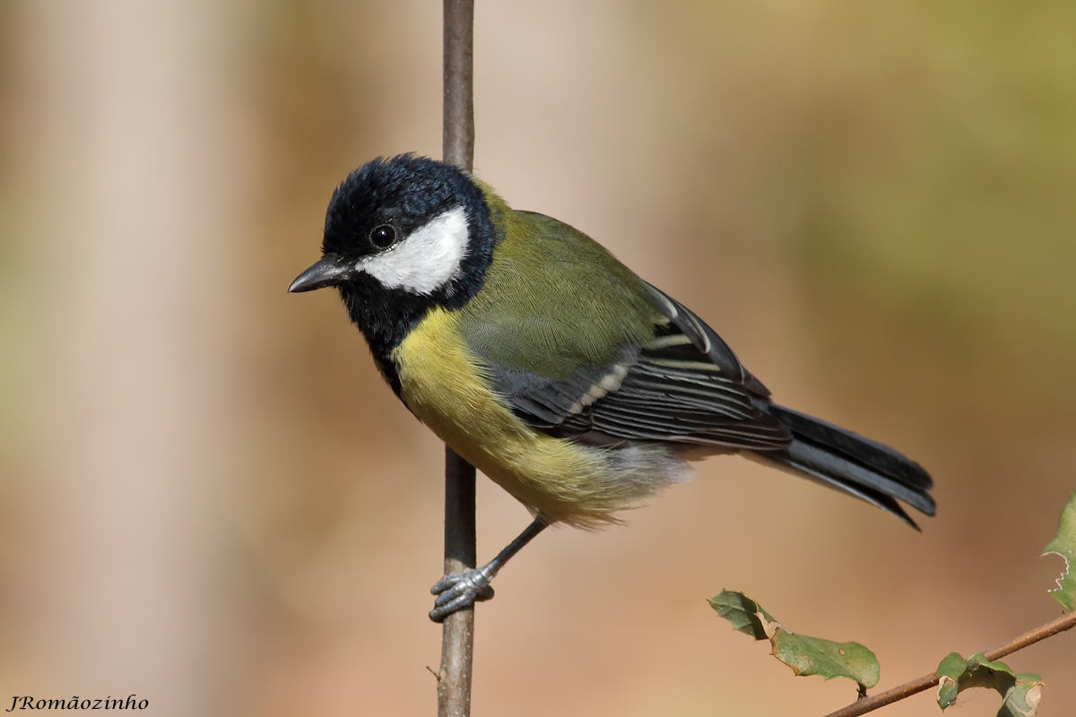 Pescador de aves: Chapim real