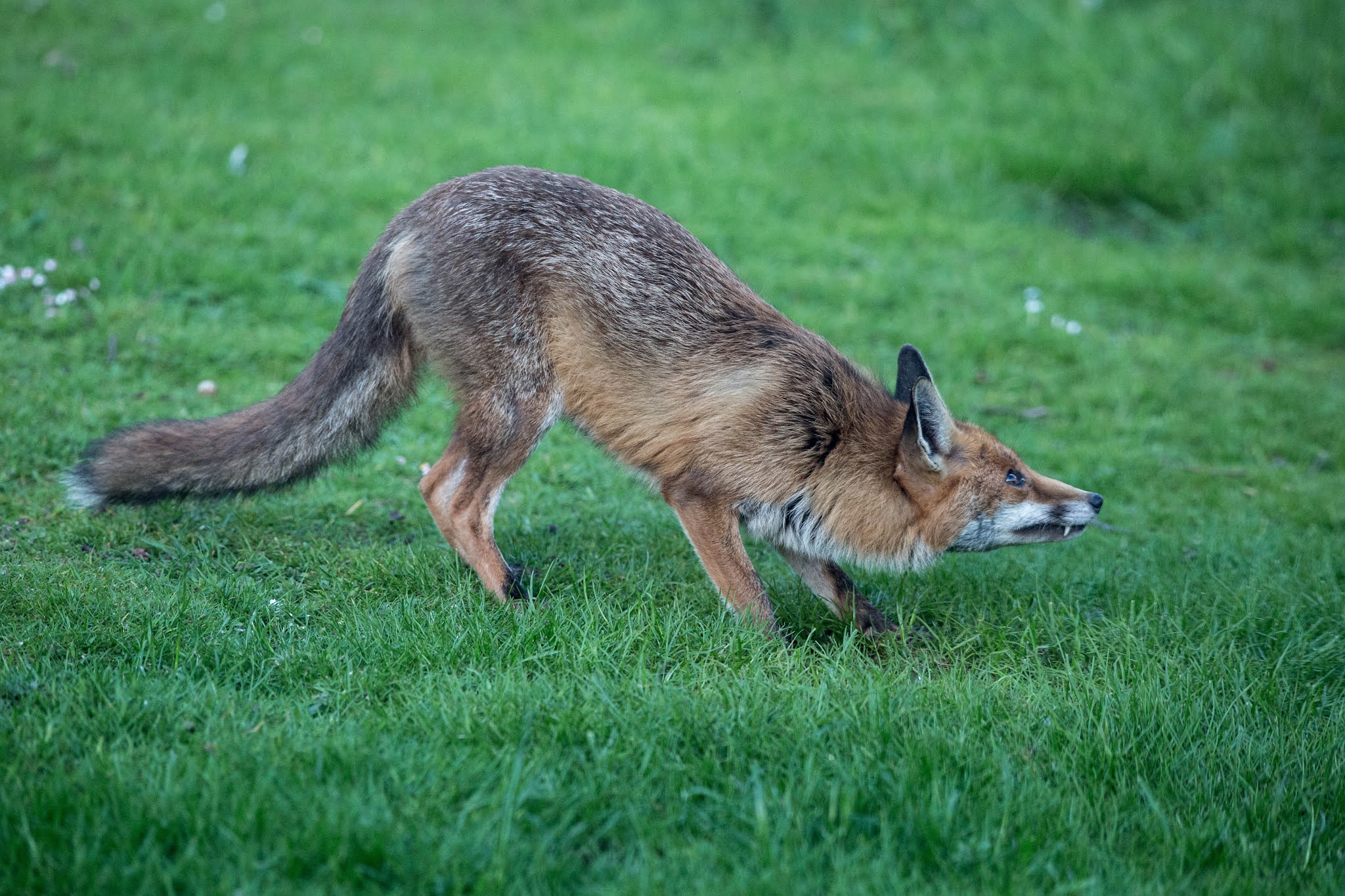 TrogTrogBlog: The fox and the magpie