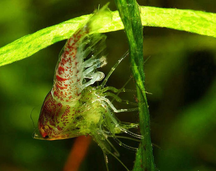 Red Cherry Shrimp Molting ~ Aquascape Batang