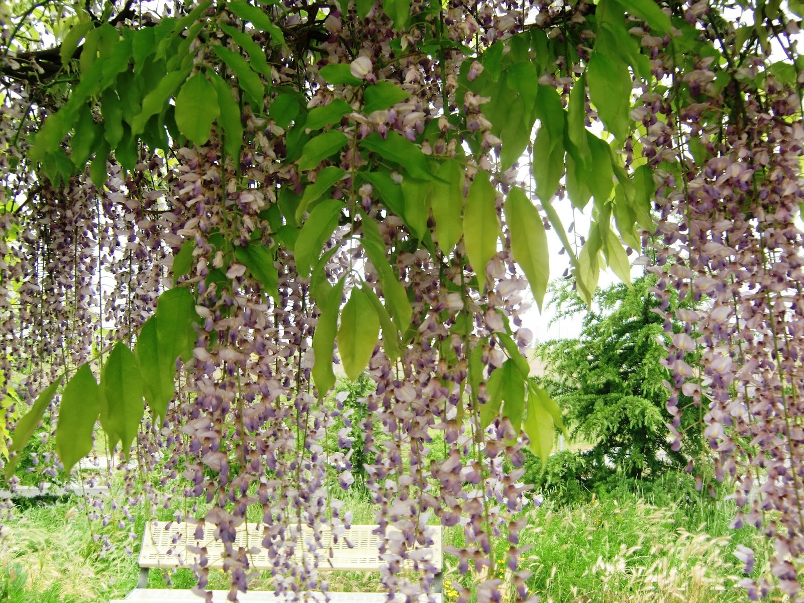 Plantas de Huerta Otea, Salamanca: Glicinia japonesa (Wisteria floribunda)