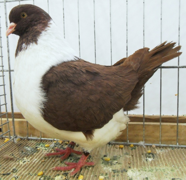 Strasser pigeon - Pigeons fall