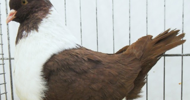 Strasser pigeon - Pigeons fall