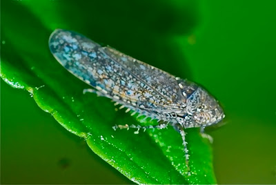 Bosque despierto: Cicadélido moteado