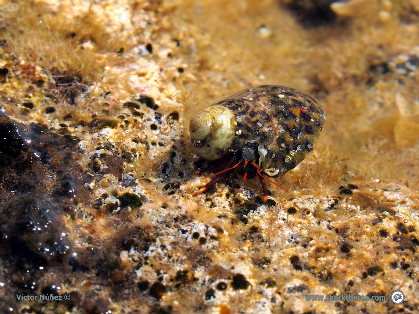 Check the Sea. Web de buceo y fotografía submarina de las Islas ...