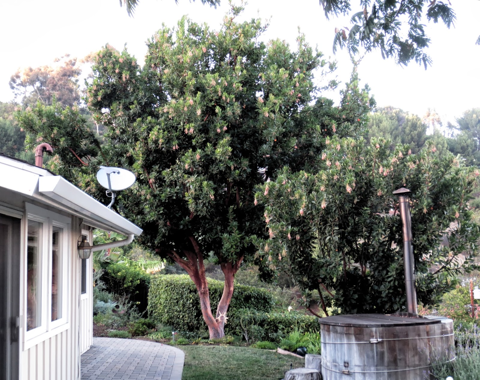 Late to the Garden Party: My favorite plant this week: Arbutus 'Marina'