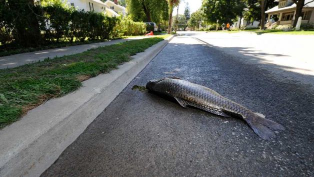 The Fisheries Blog: Hurricane Impacts on Fish
