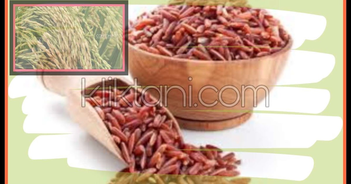 5 Jenis Padi Varietas Beras Merah Yang Berpotensi Diatas 7 Ton/ha ...