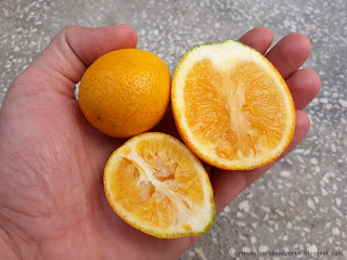 Cytrusy Mrozoodporne: Citrangequat Thomasville