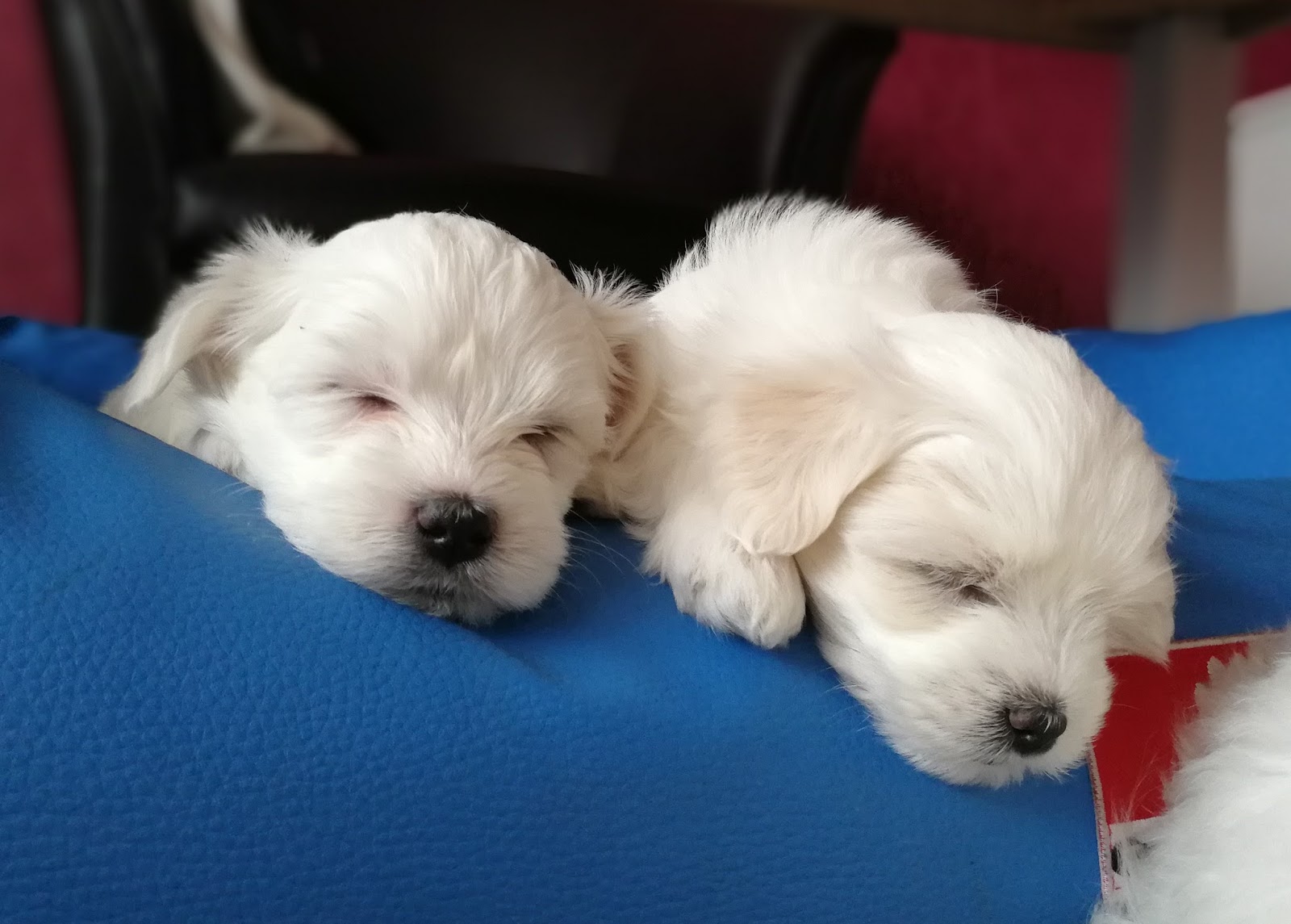 Biały Maltan: Maltańczyk miniaturka – czyli kilka słów o miniaturyzacji ...