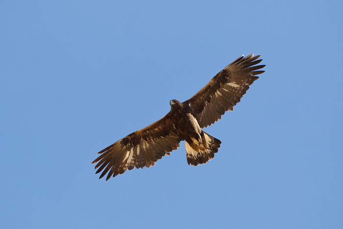 Elang Emas (Aquila chrysaetos) | Pos Hari Ini